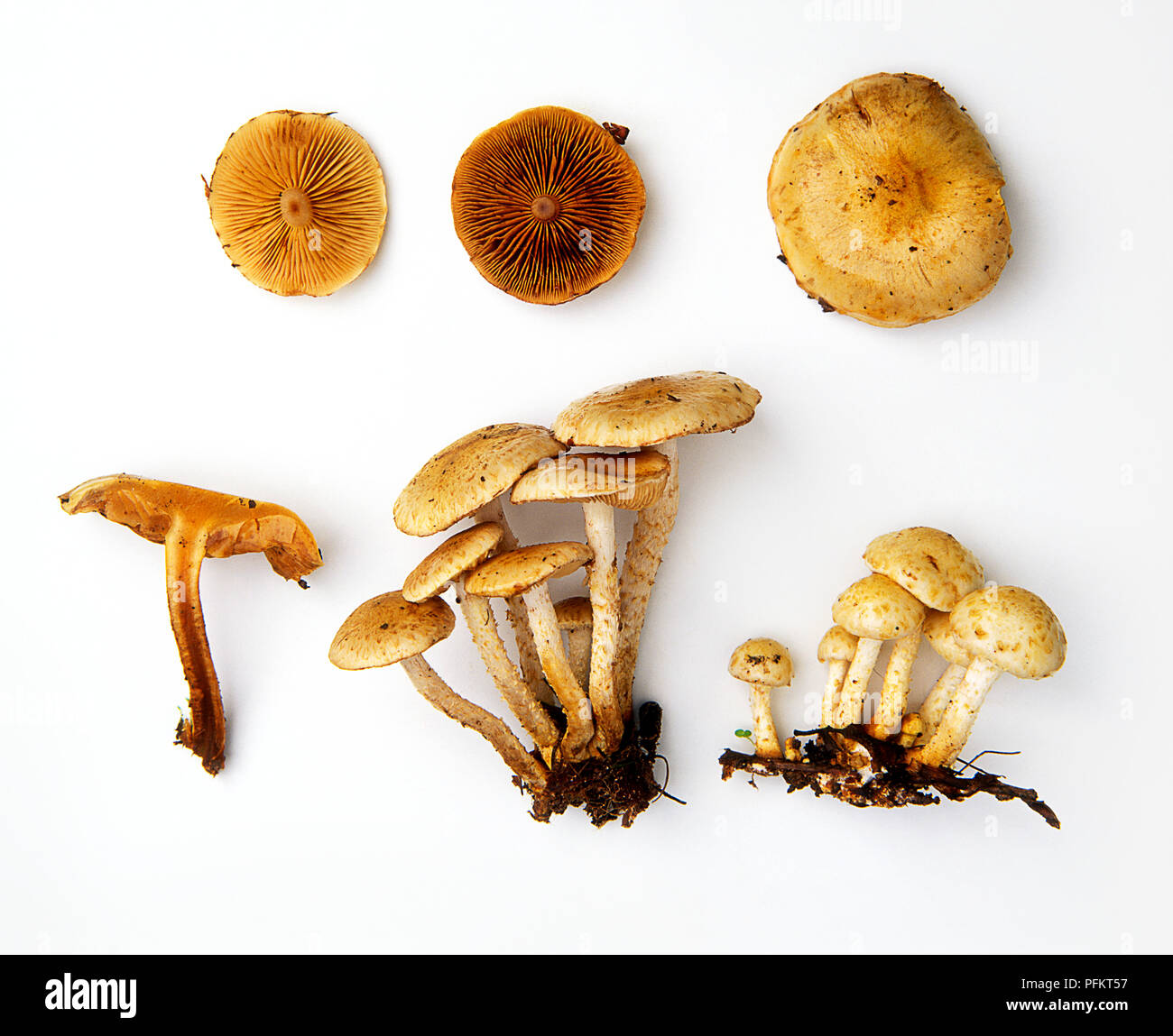Mushroom cluster hi-res stock photography and images - Alamy