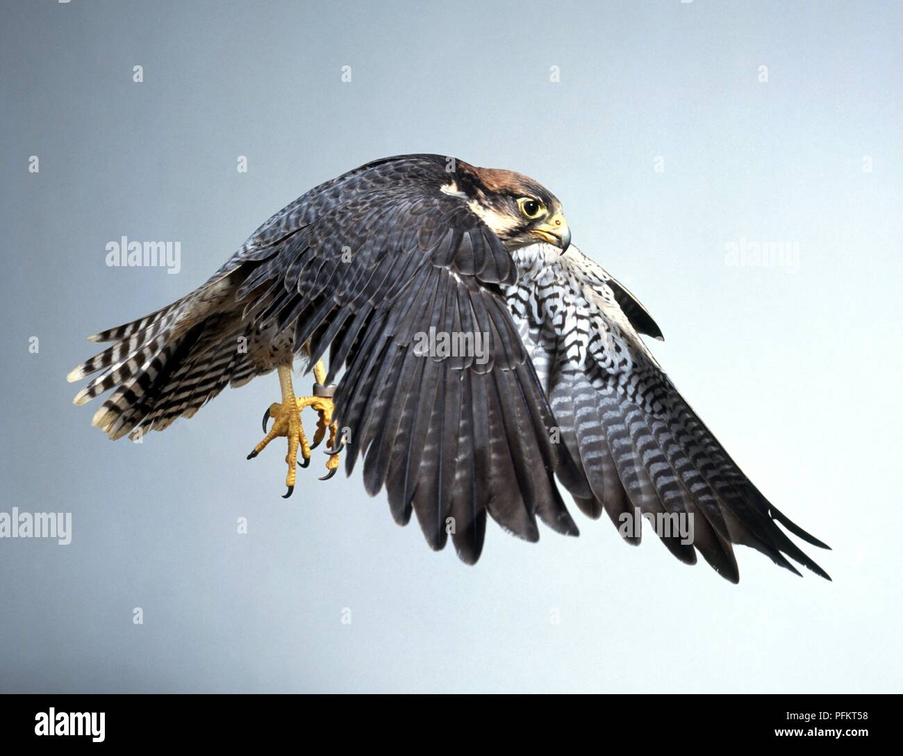 Lanner falcon (Falco biarmicus) in flight, side view Stock Photo - Alamy