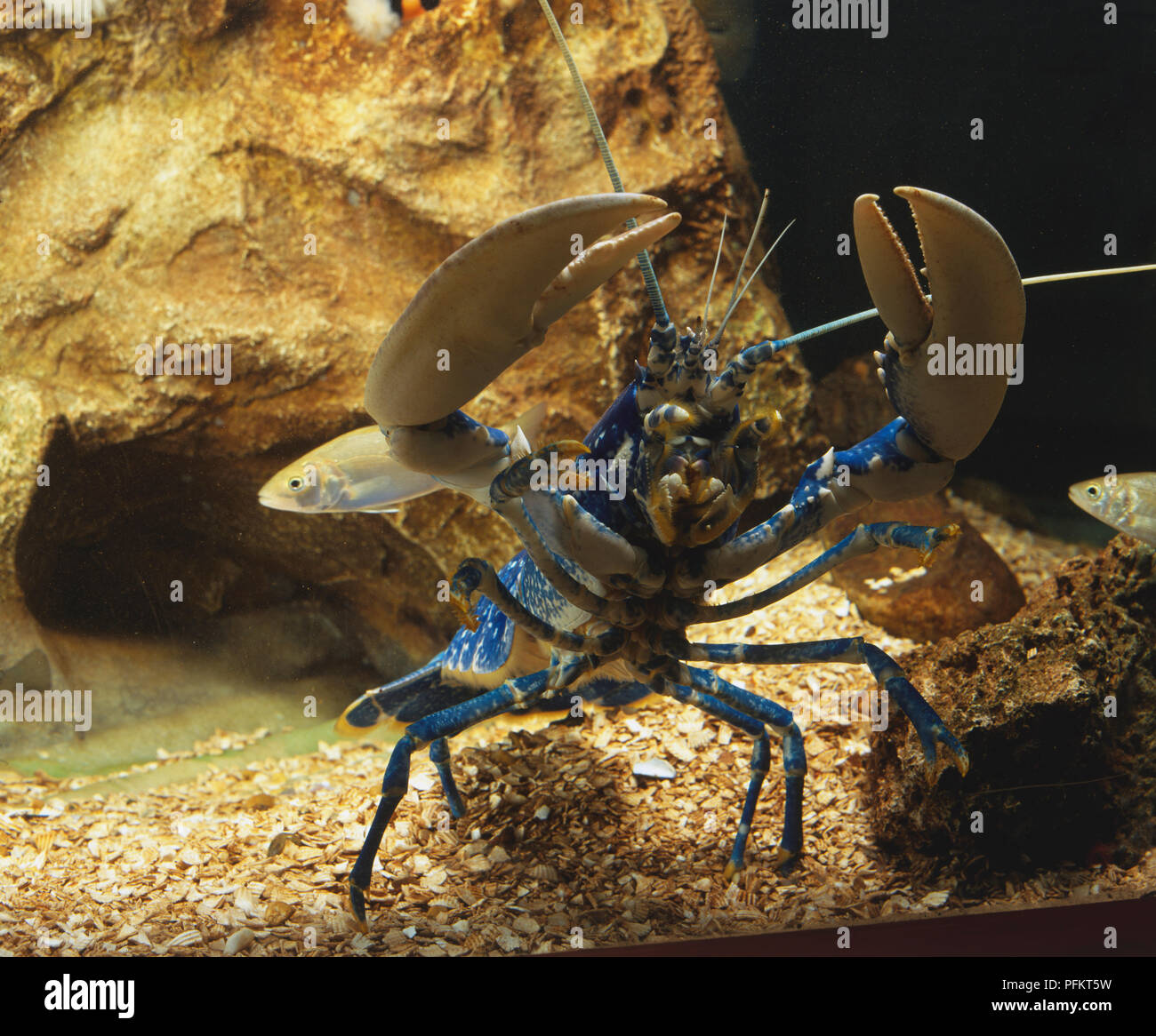 Common Lobster, Homarus gammarus, in defensive stance Stock Photo - Alamy