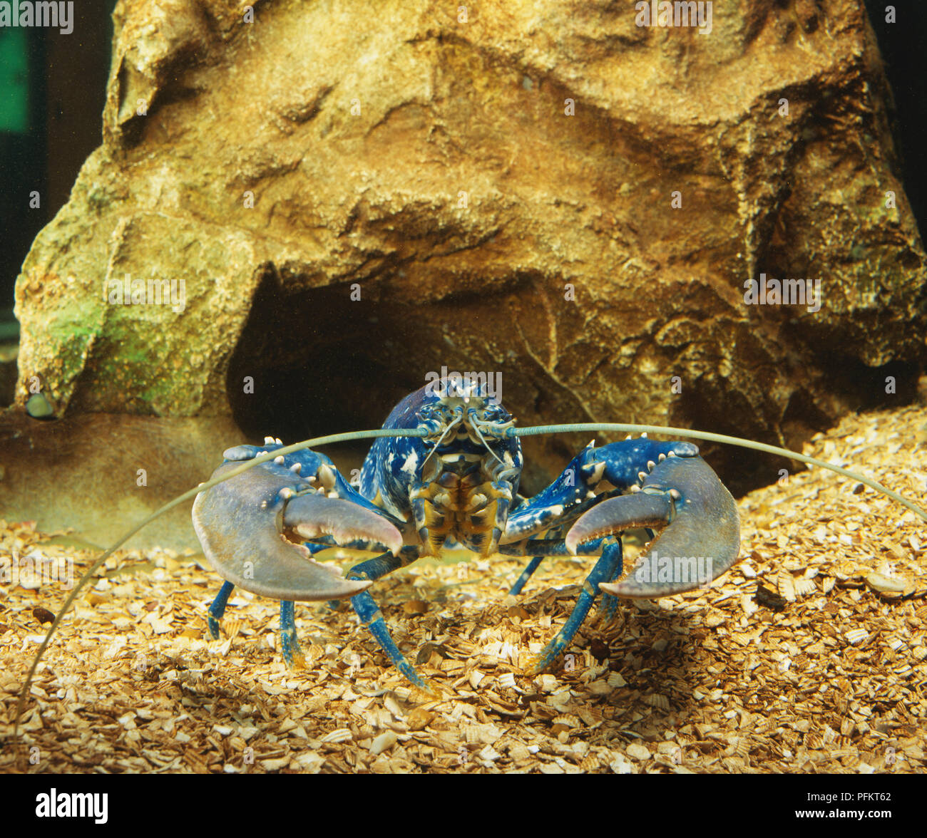 Common Lobster, Homarus gammarus, in defensive stance Stock Photo - Alamy