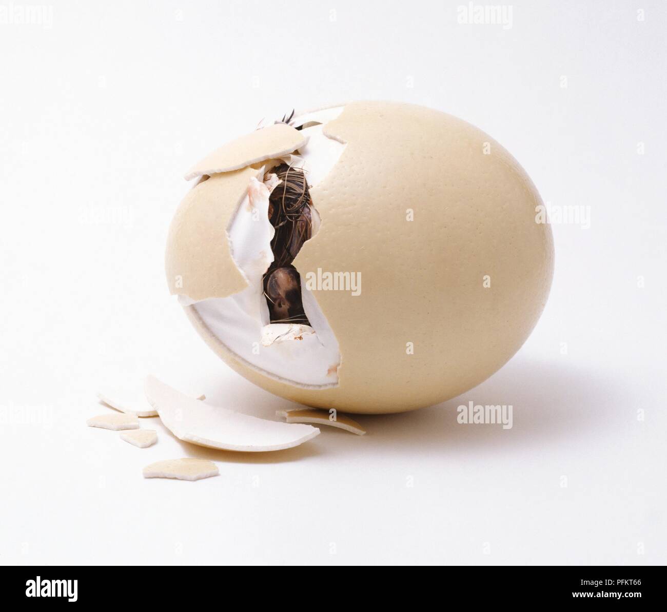 Ostrich Shell High Resolution Stock Photography and Images - Alamy