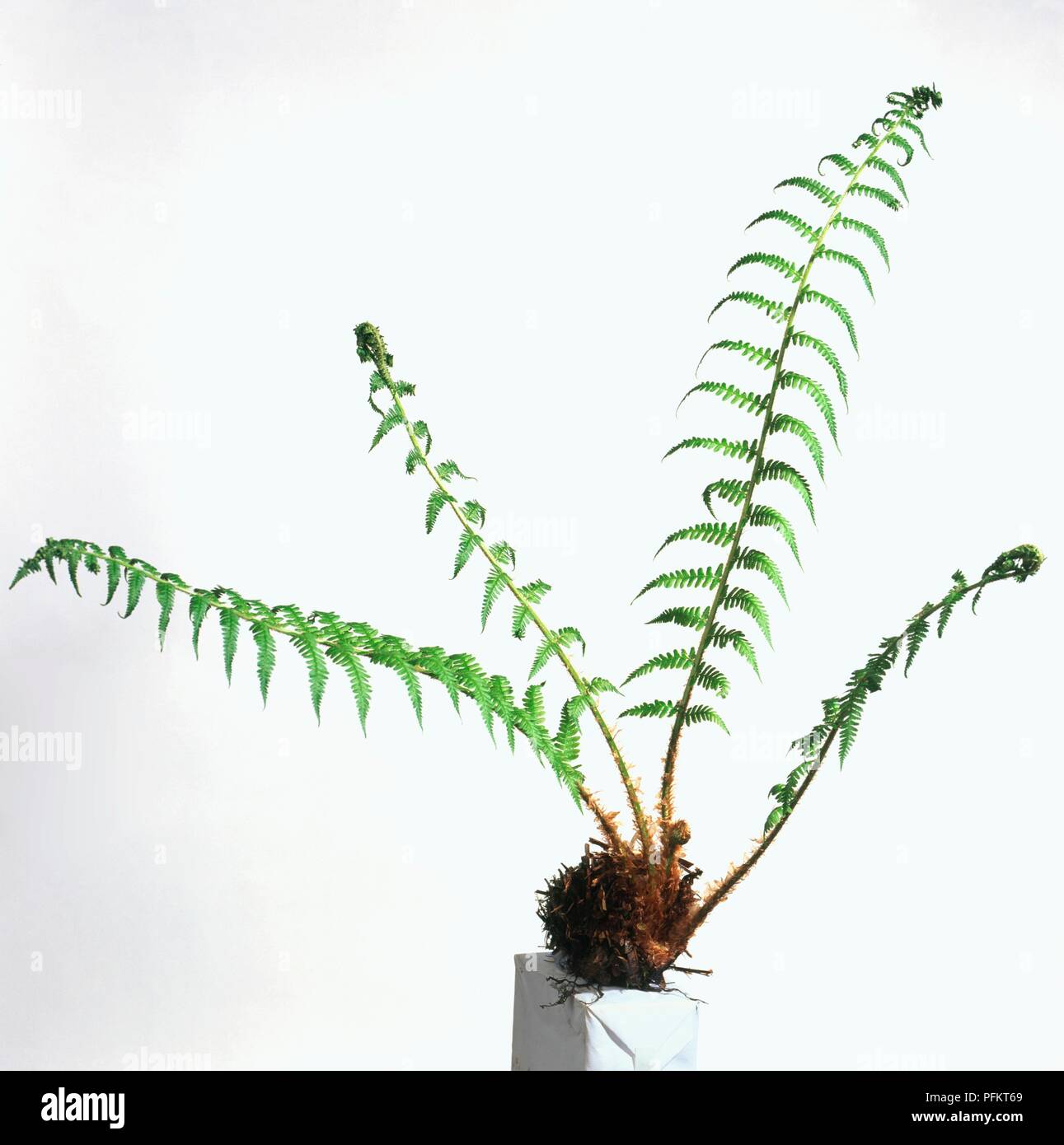 Developing male fern plant, producing tall fronds Stock Photo - Alamy