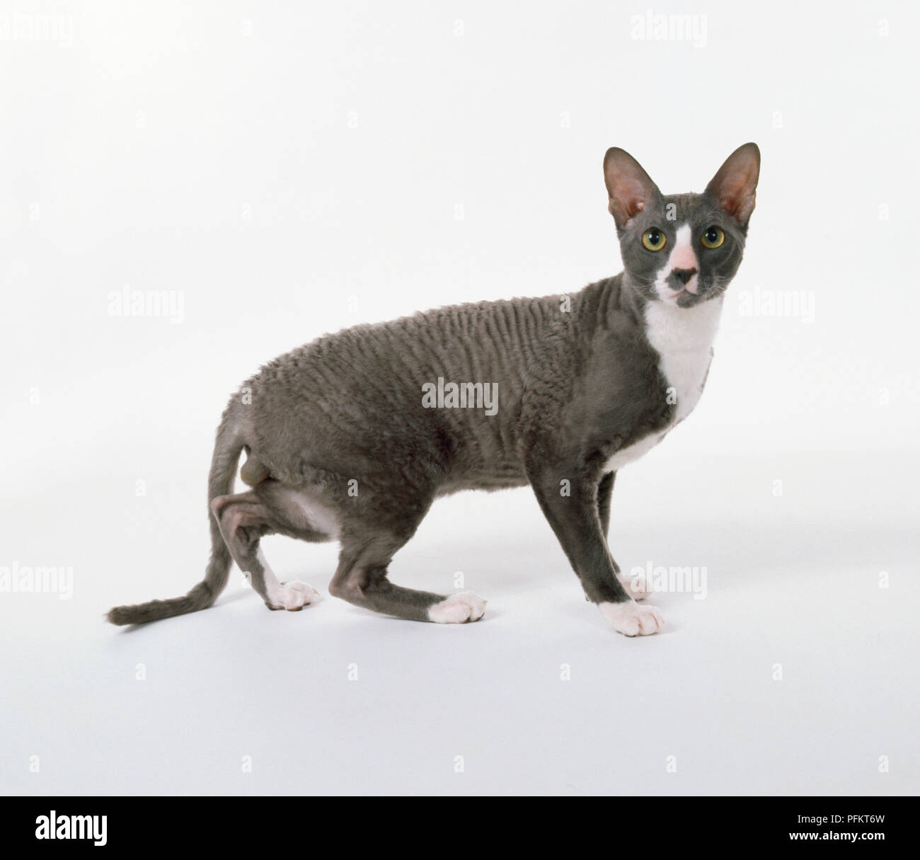 Blue and White Cornish Rex with crinkled eyebrows and whiskers and ...