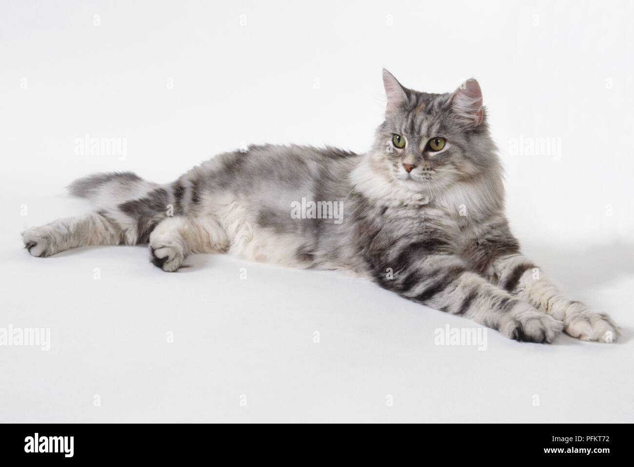 Silver Tortie Tabby Maine Coon Cat with powerful legs and large paws ...