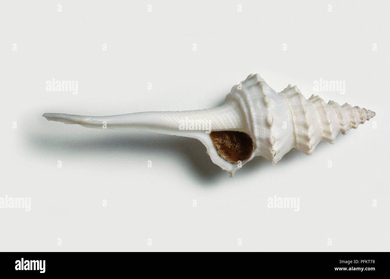 Eastwood's pagoda shell (Columbarium eastwoodae Stock Photo - Alamy