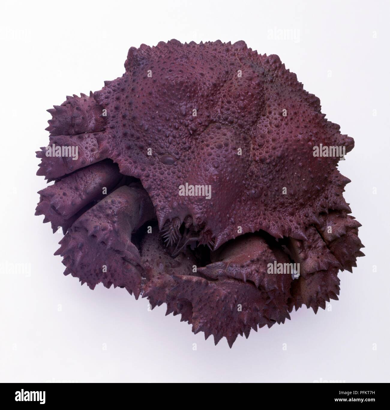 False crab hi-res stock photography and images - Alamy