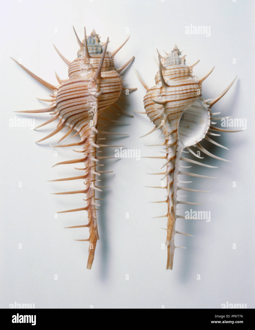 Murex troscheli, Troschel's Murex Shell, spine covered, club-shaped ...