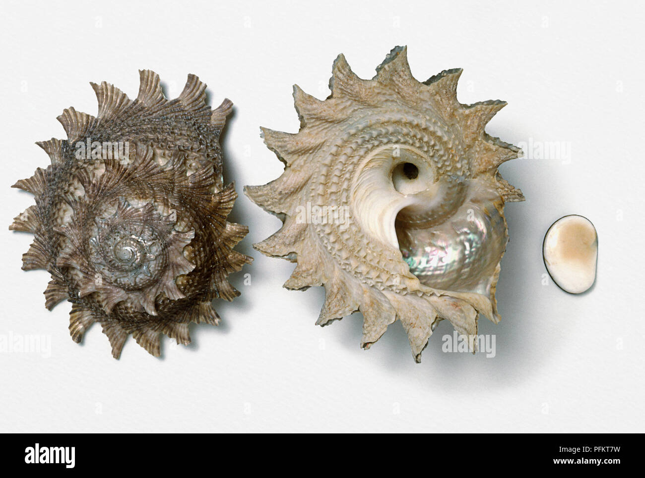 Sunburst star turban shell (Astraea heliotropium), top and underside ...