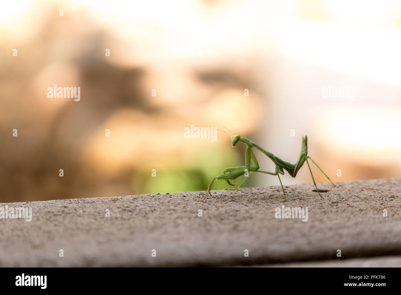 Silhouette of Bright green predatory praying mantis standing on gray ...