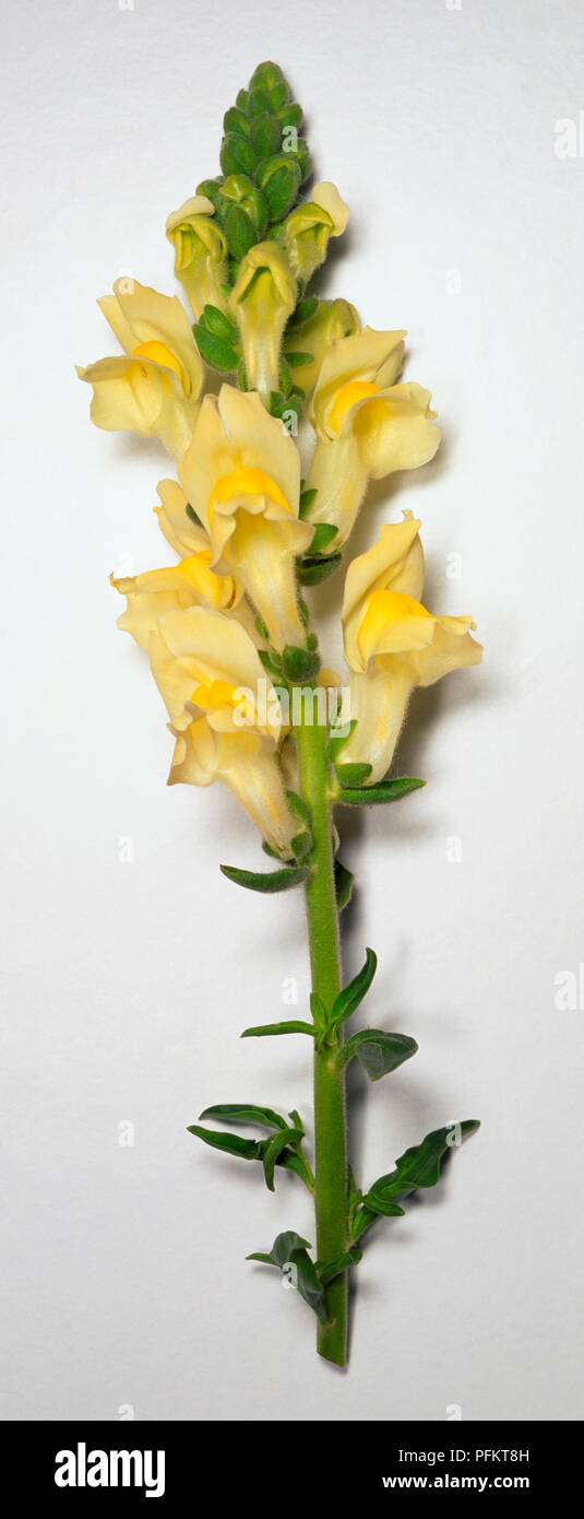 Two lipped tubular flowers hi-res stock photography and images - Alamy