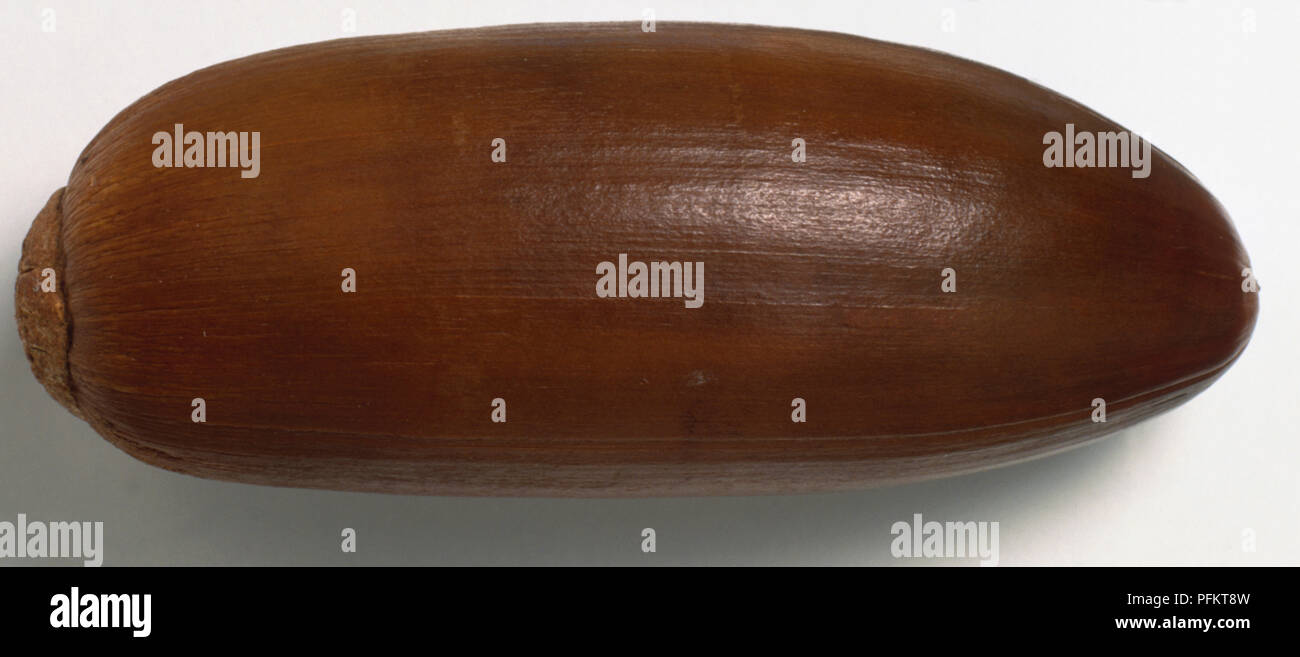 Quercus suber acorn hi-res stock photography and images - Alamy