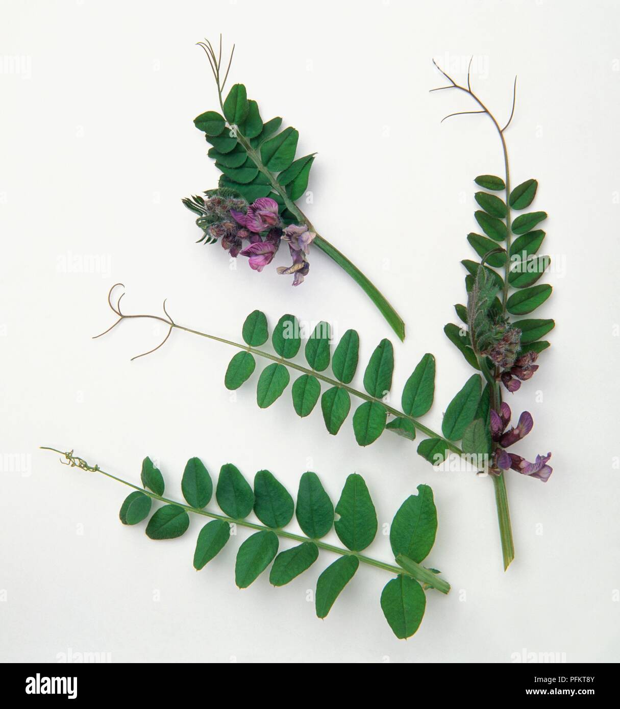 Vicia sepium (Bush vetch), stems with pinnate leaves and purple flowers ...