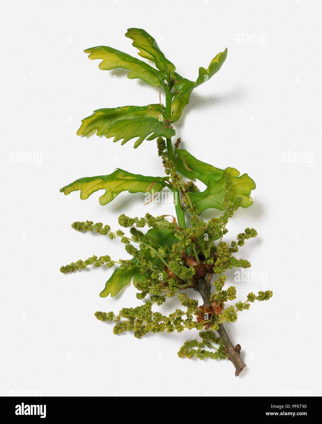 Quercus rubra (Northern Red Oak), green spring catkins, and leaves on ...
