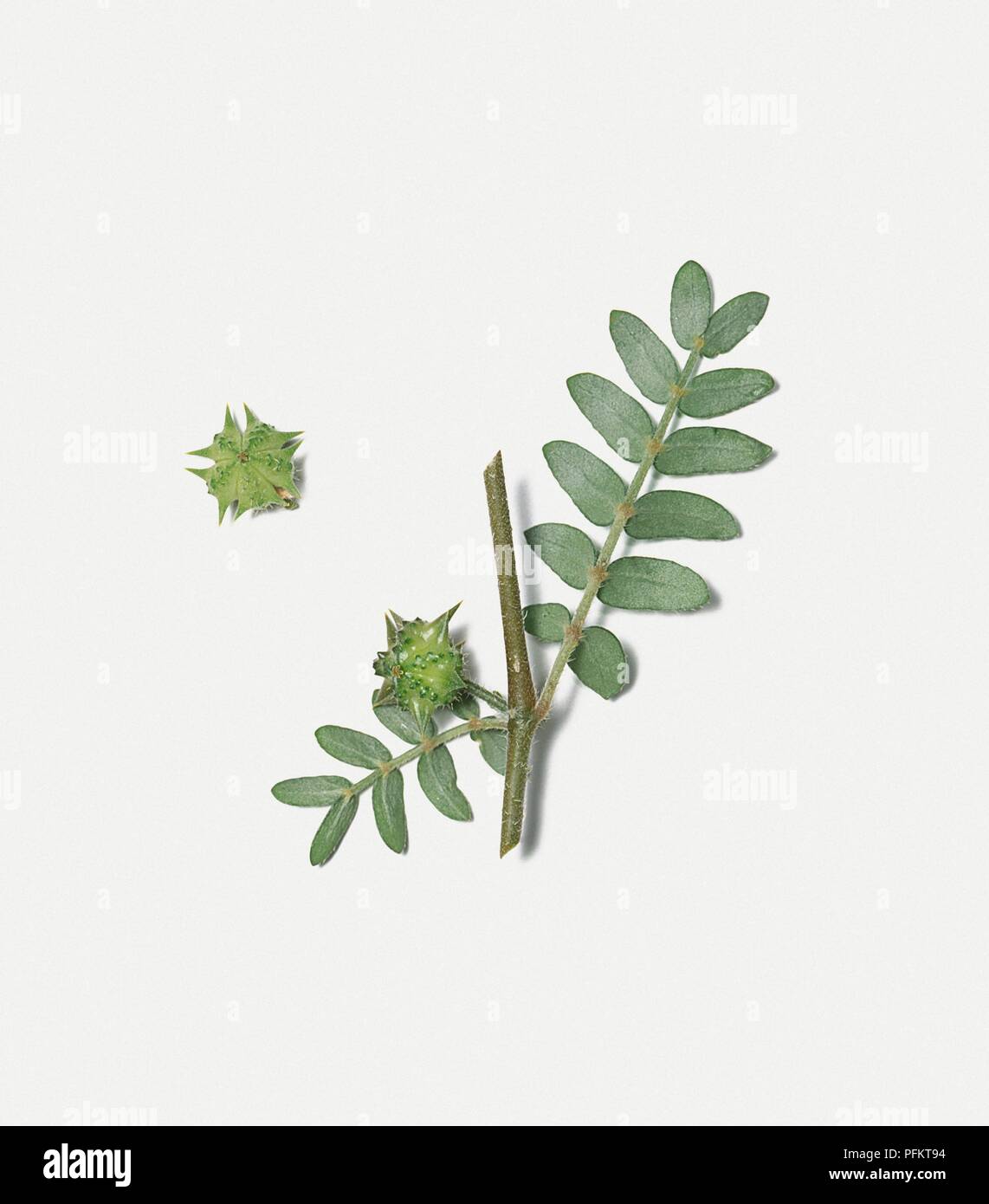 Tribulus terrestris (Small Caltrops), green leaves and fruit Stock ...
