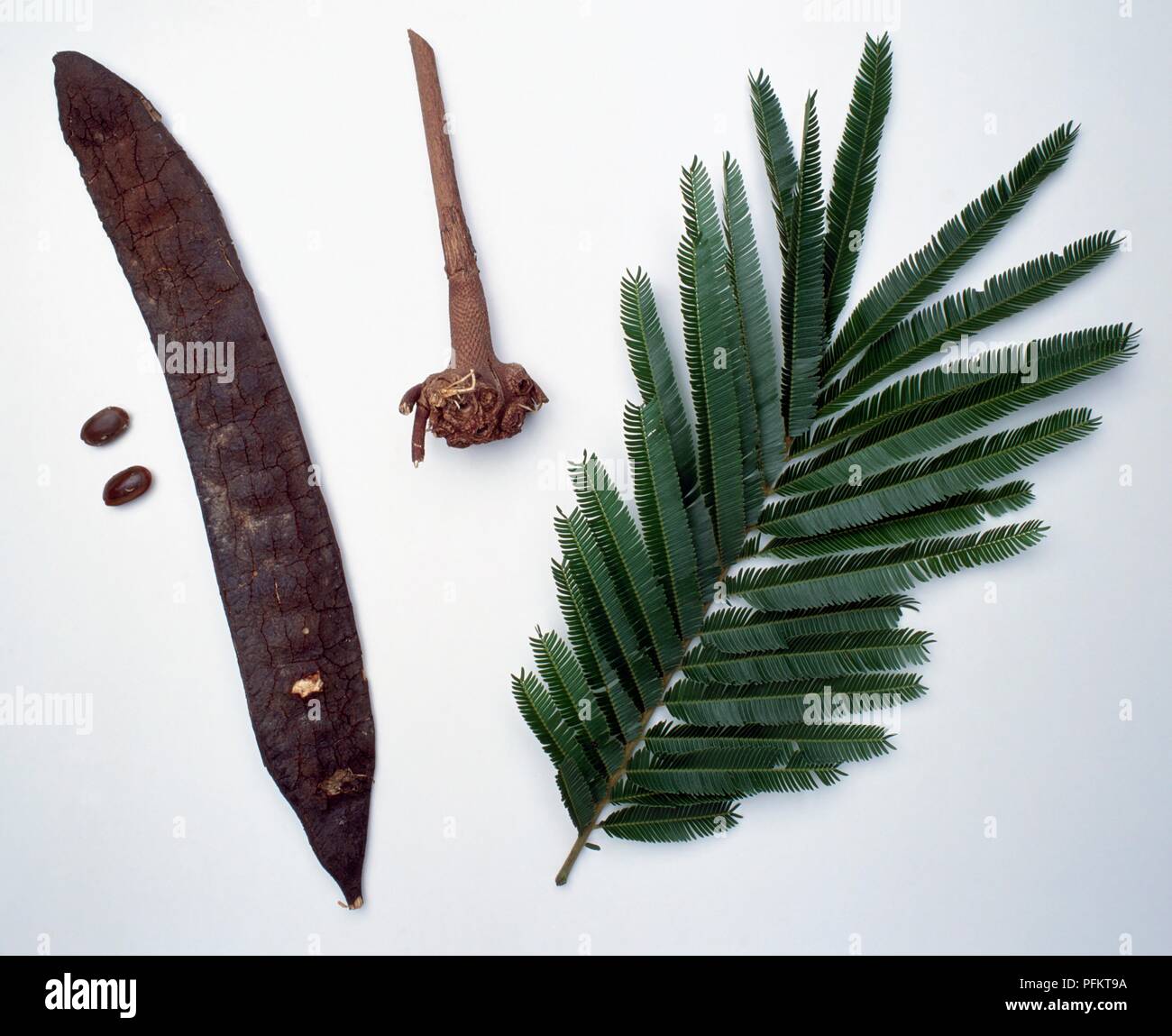 Parkia roxburghii, needle leaves, dried flower. seed pod, and seeds ...