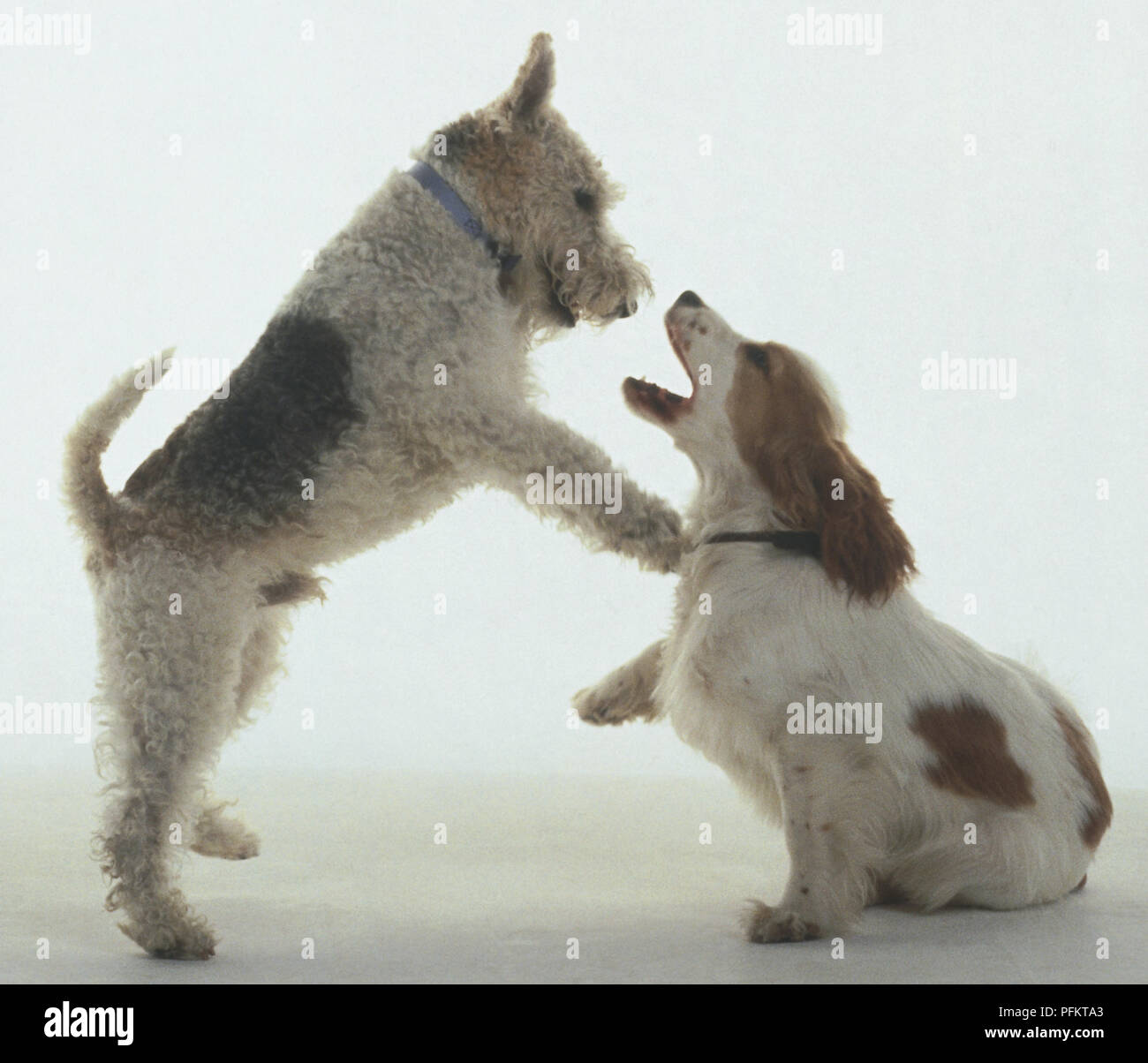 Fox terrier and Cocker Spaniel, play fighting Stock Photo - Alamy