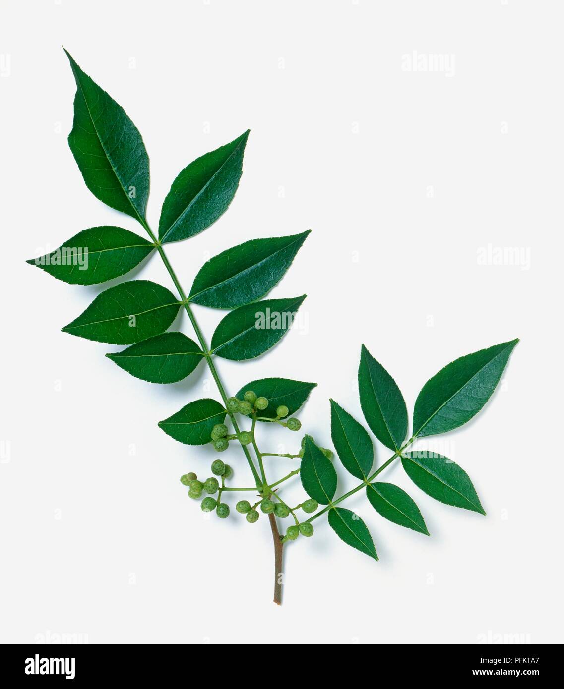 Zanthoxylum americanum (Toothache tree), stem with leaves and berries ...