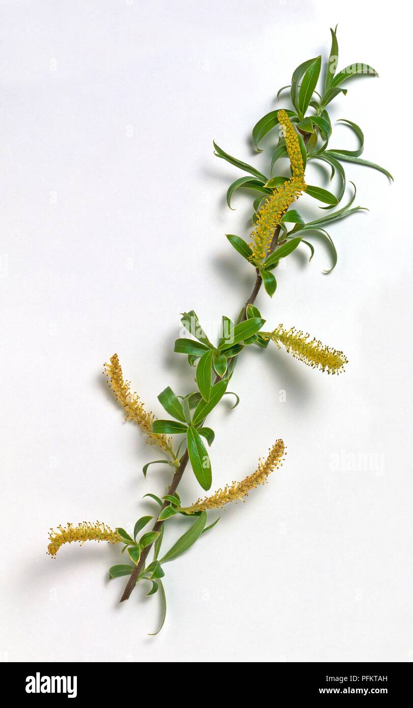 Salix alba (White willow), stem with green leaves and yellow catkins ...