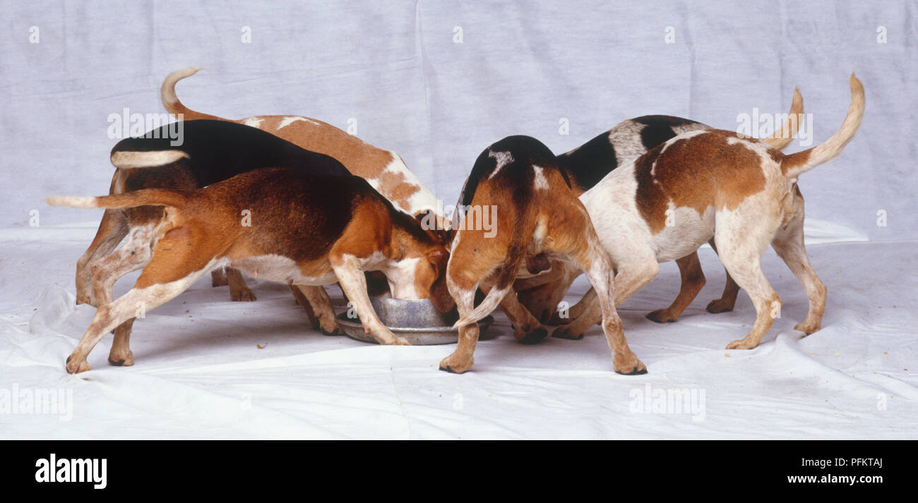 Beagles group hi-res stock photography and images - Alamy