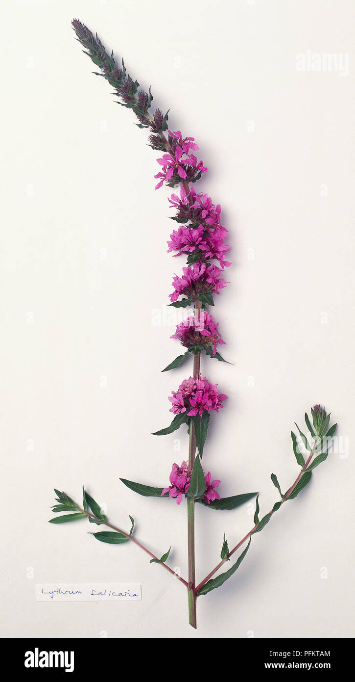 Steam Lance High Resolution Stock Photography and Images - Alamy