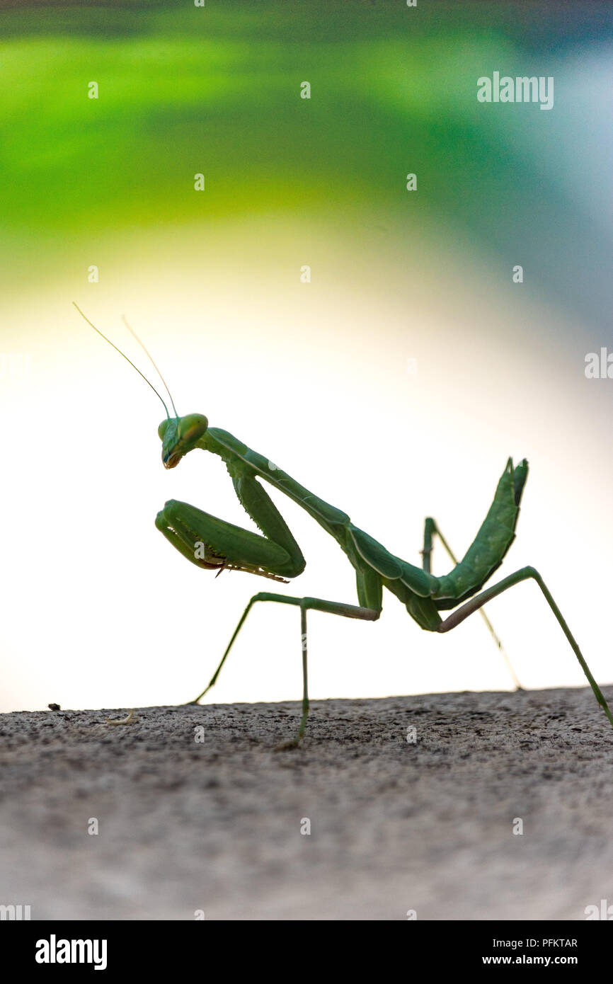 Praying mantis standing hi-res stock photography and images - Alamy