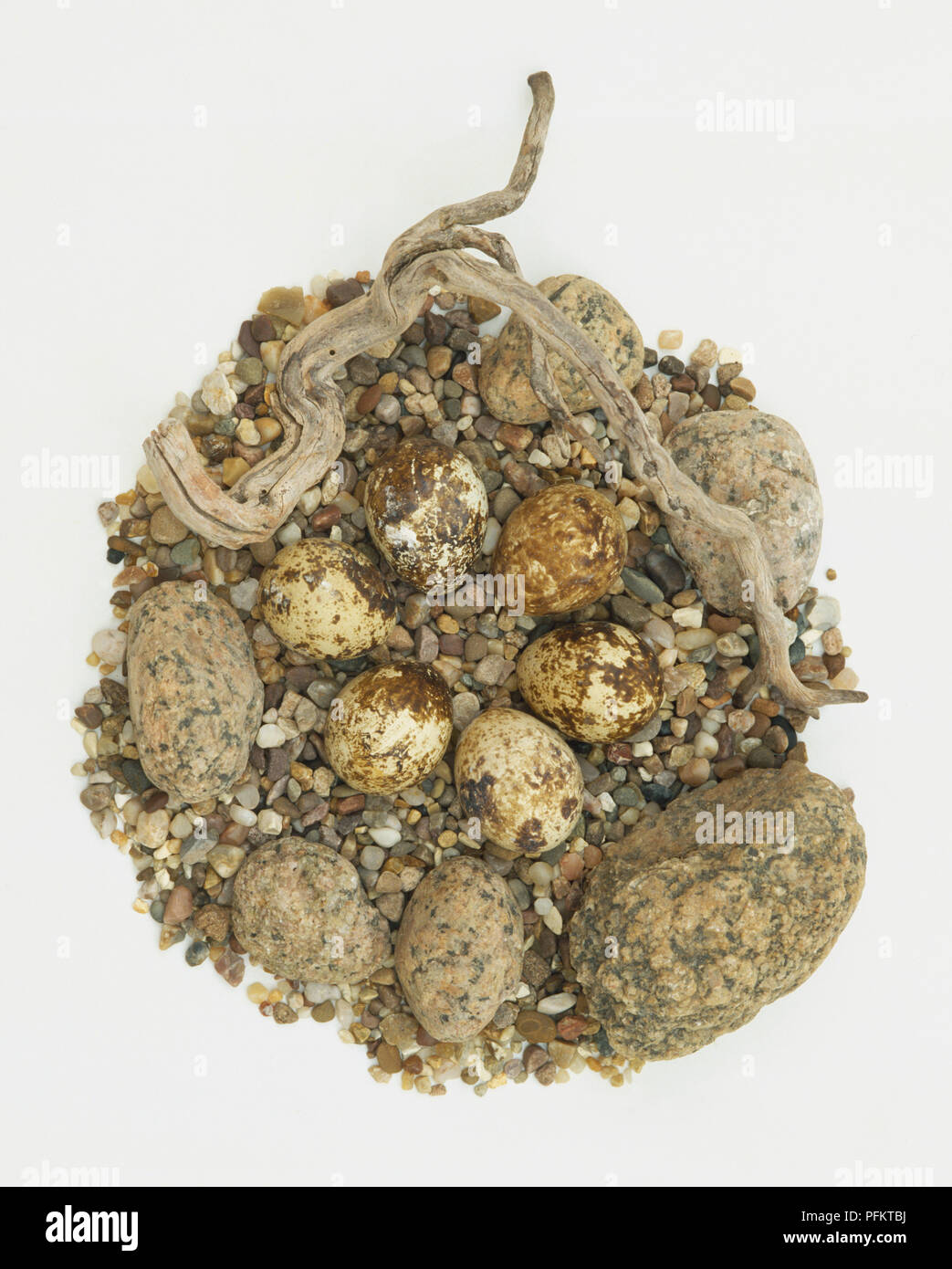 Galliformes nest hi-res stock photography and images - Alamy