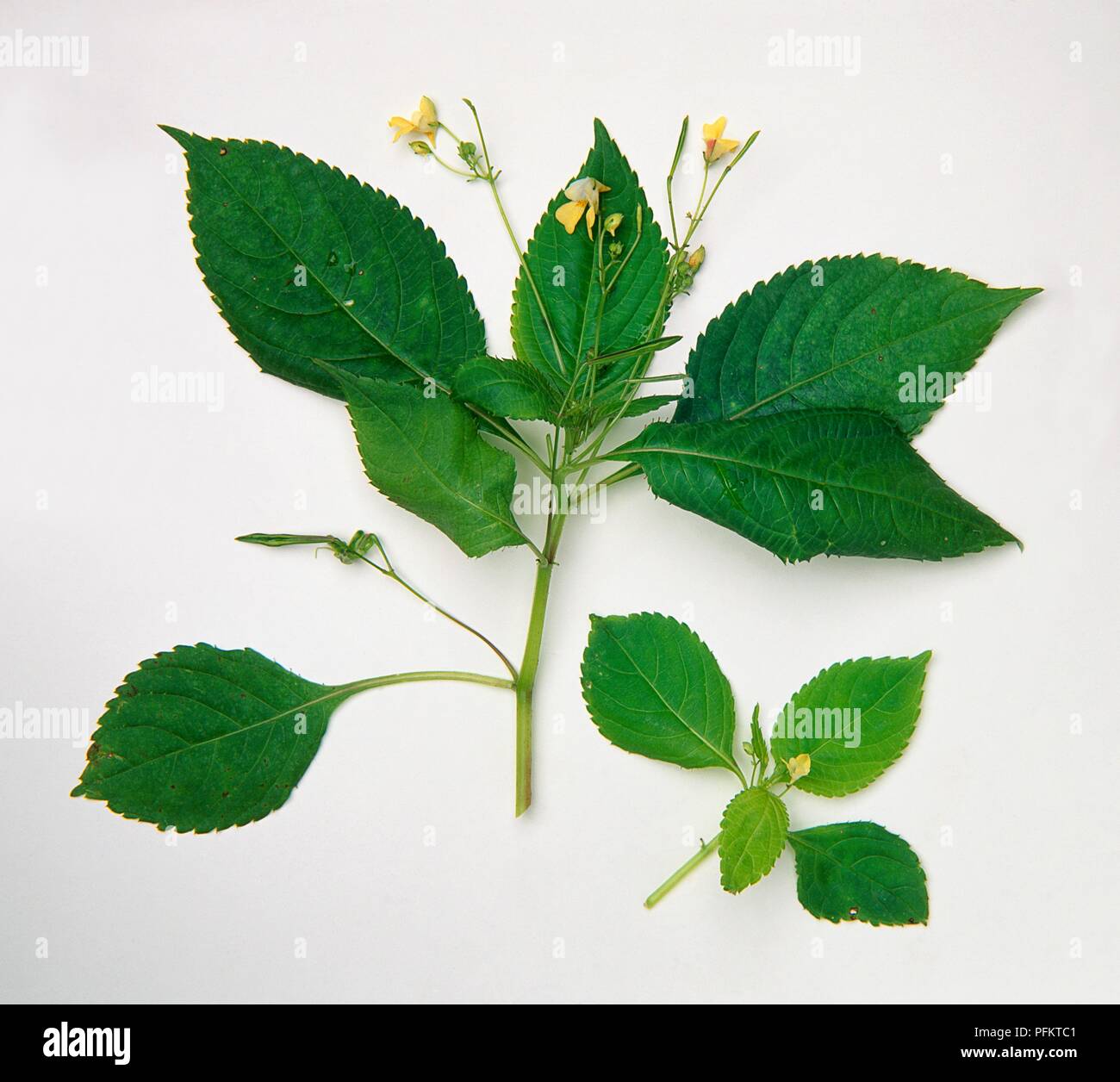 Impatiens parviflora (Small balsam), stem with leaves and flowers Stock ...