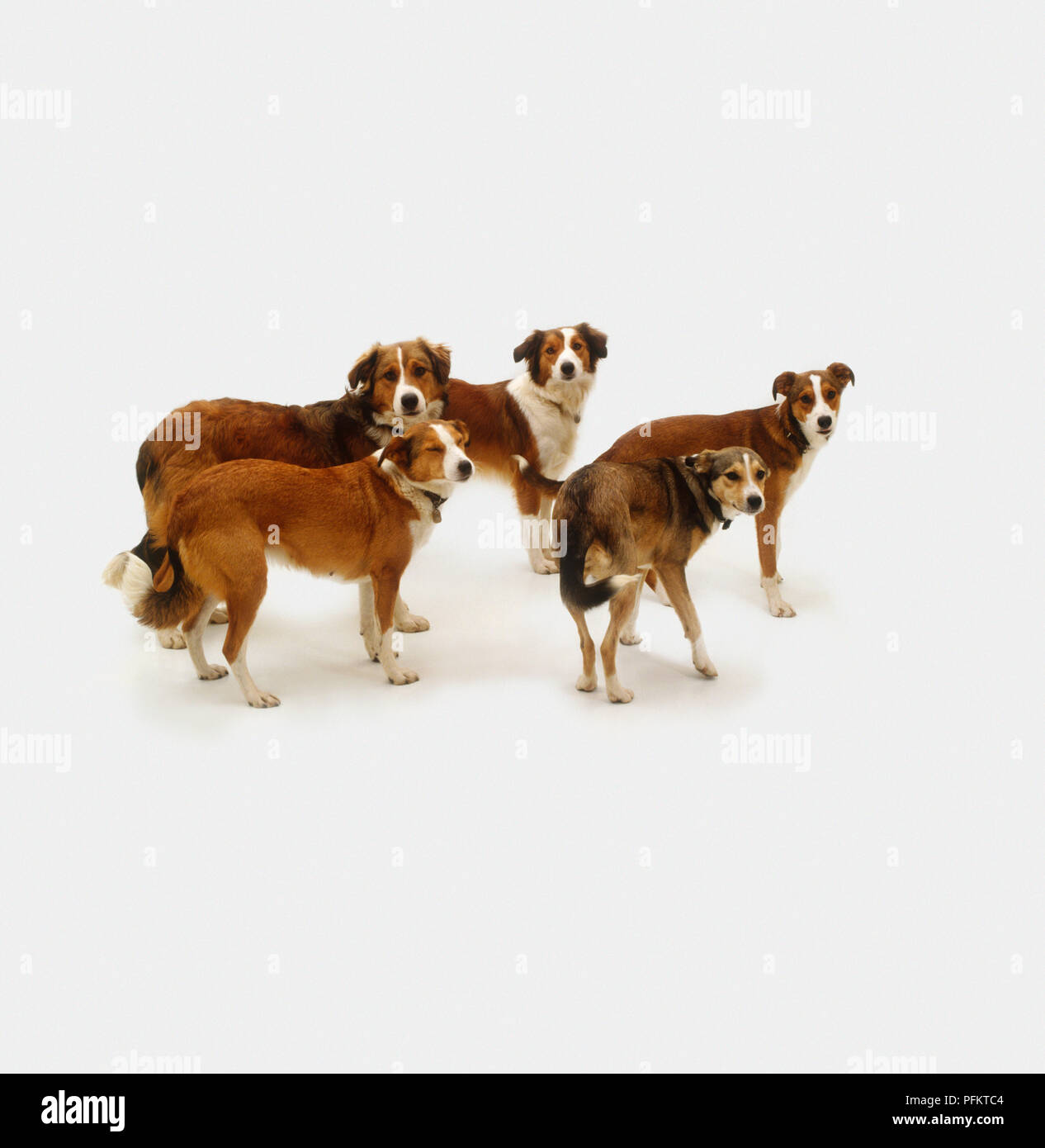 Mongrel dogs hi-res stock photography and images - Alamy