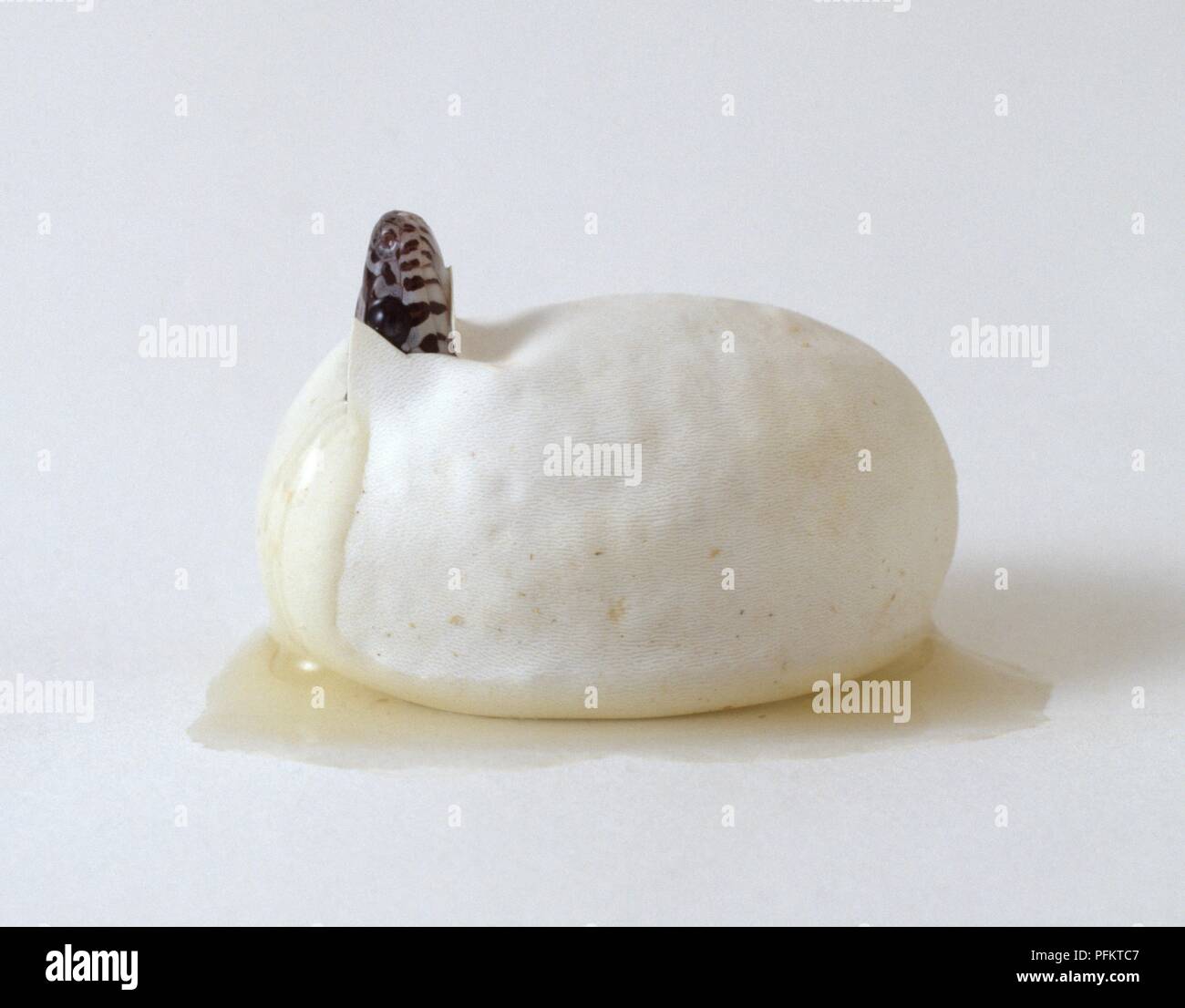 Corn snake (Elaphe guttata), head poking out of egg shell Stock Photo ...