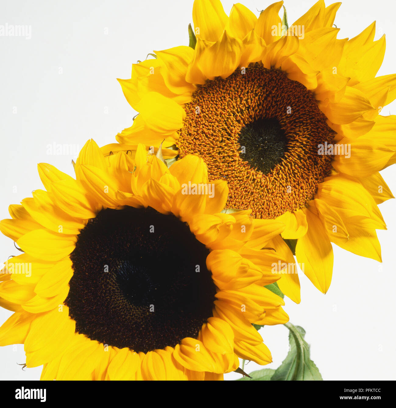 Sunflowers helianthus sp hi-res stock photography and images - Alamy