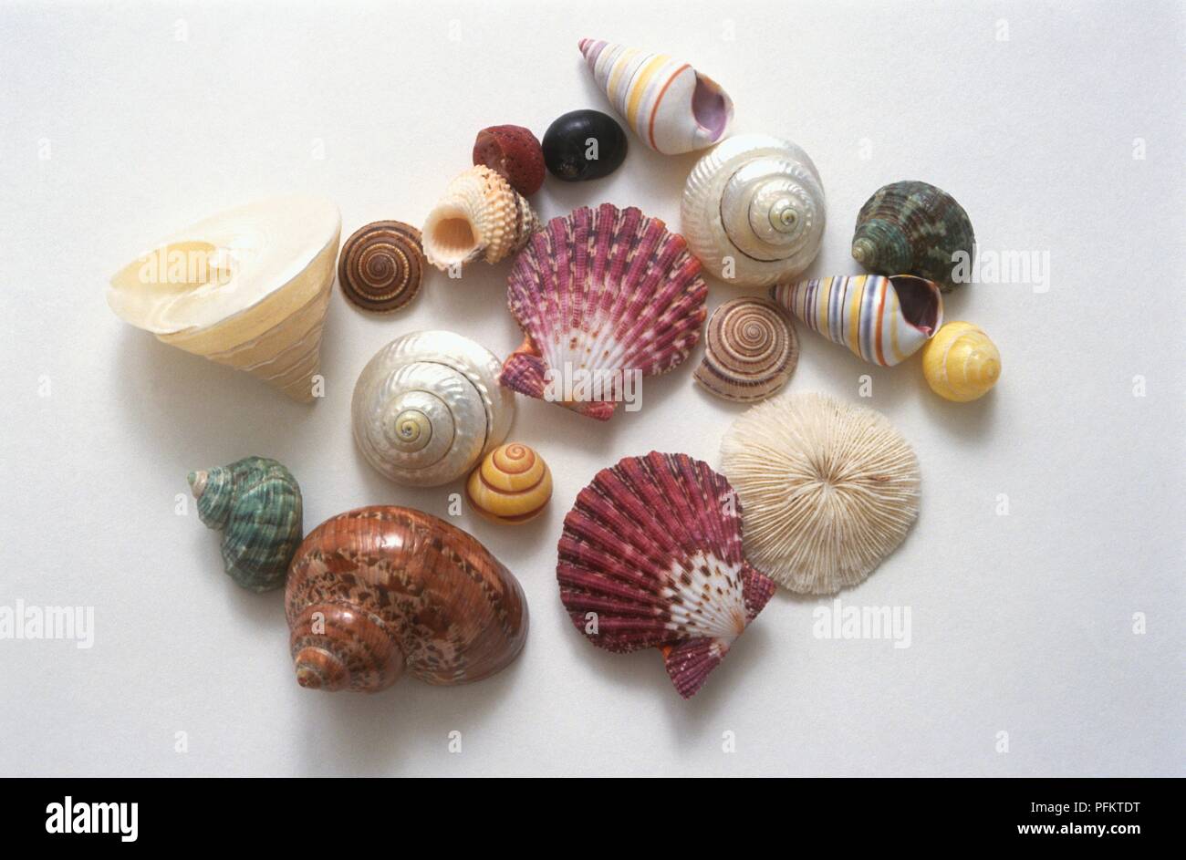 Different shells shapes and colours Stock Photo - Alamy