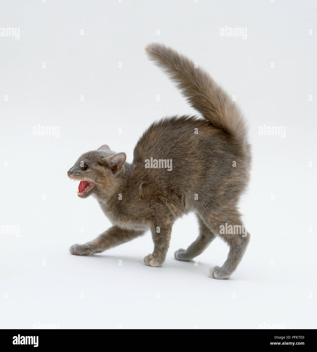 Grey-brown cat in defensive posture with arched back and hissing, side ...
