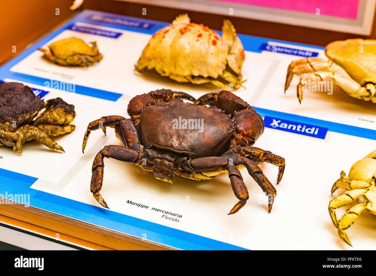 7 JUNE 2018, MILAN, ITALY: Expositions of history of the evolution and ...