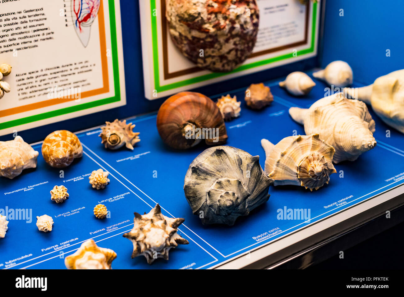 7 JUNE 2018, MILAN, ITALY: Expositions of history of the evolution and ...