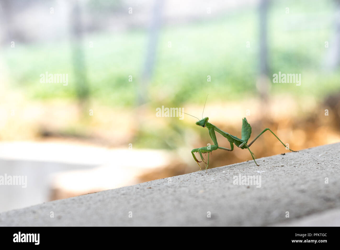 Bright green predatory praying mantis standing on gray deck looking ...