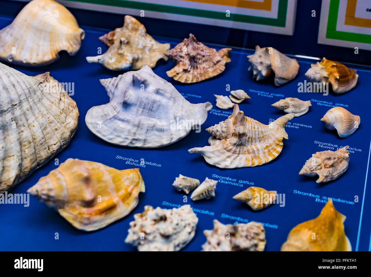 7 JUNE 2018, MILAN, ITALY: Expositions of history of the evolution and ...
