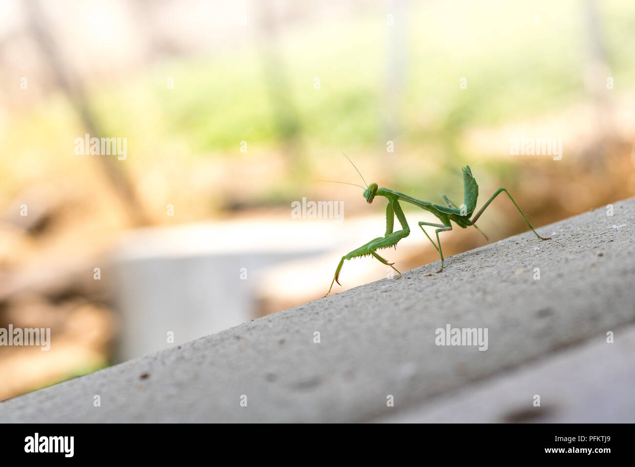 Silhouette of Bright green predatory praying mantis standing on gray ...