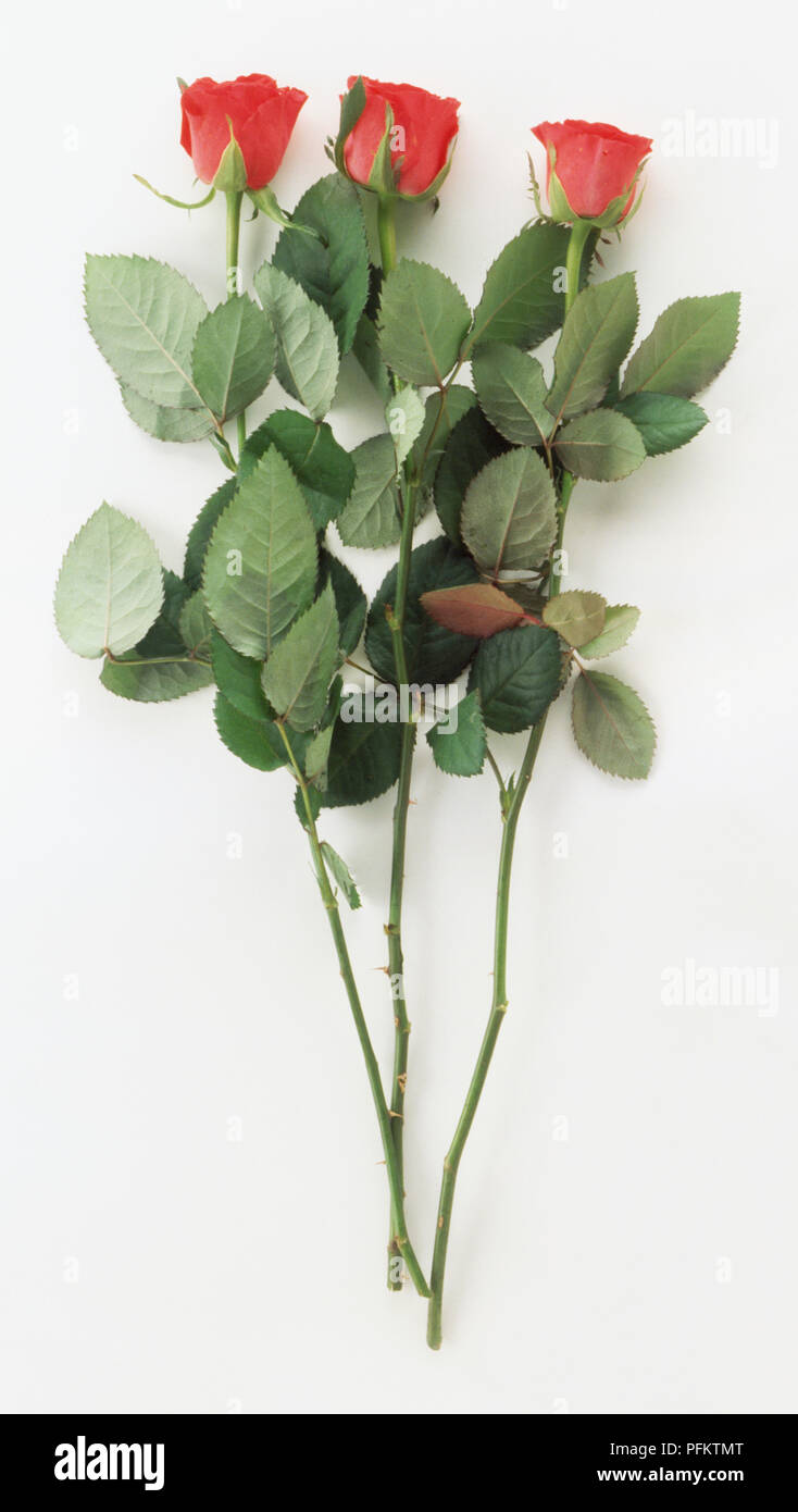 Three red roses with leaves Stock Photo - Alamy