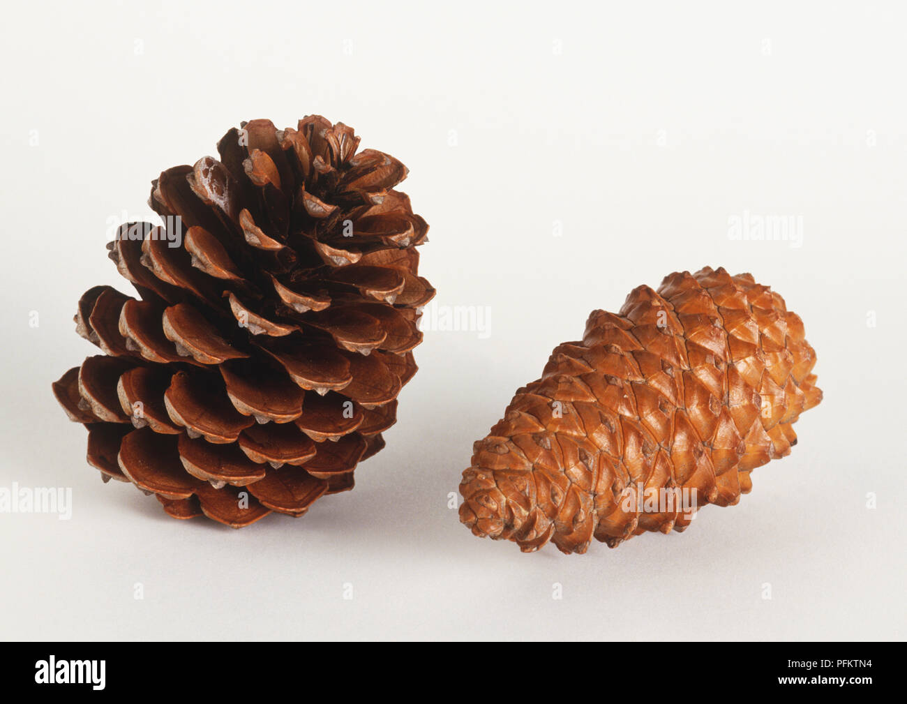 Two different shaped brown cones Stock Photo - Alamy