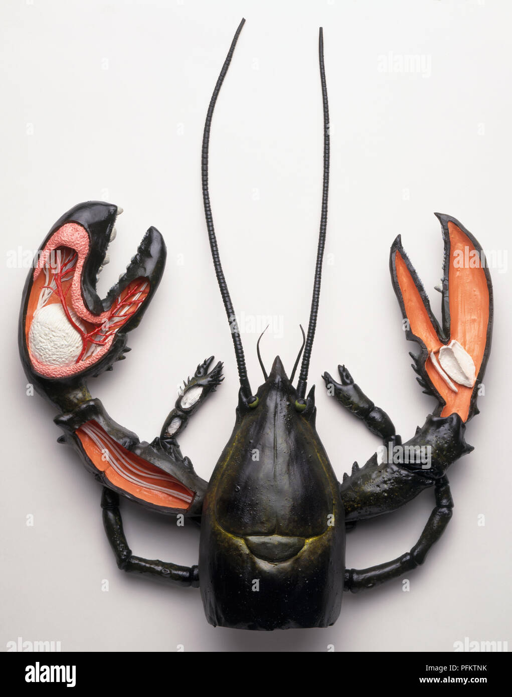 Lobster anatomy hi-res stock photography and images - Alamy