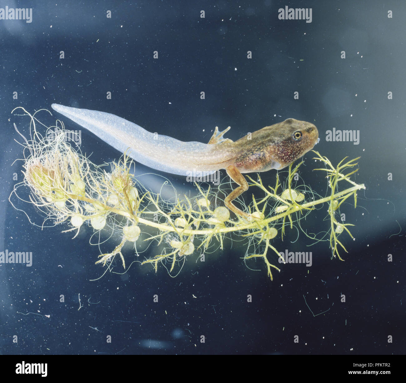 Tadpole underwater next to a floating branch of seaweed Stock Photo - Alamy