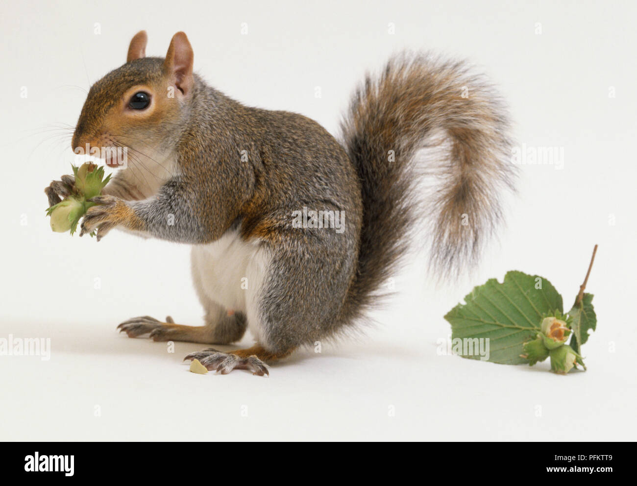 Squirrels standing on the hind legs hi-res stock photography and images ...