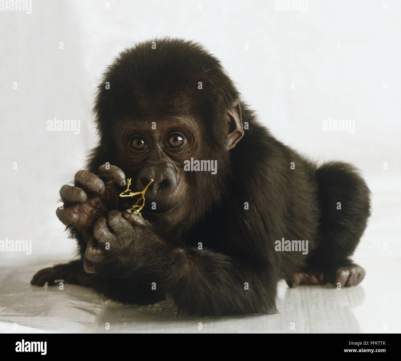 Baby gorilla studio hi-res stock photography and images - Alamy