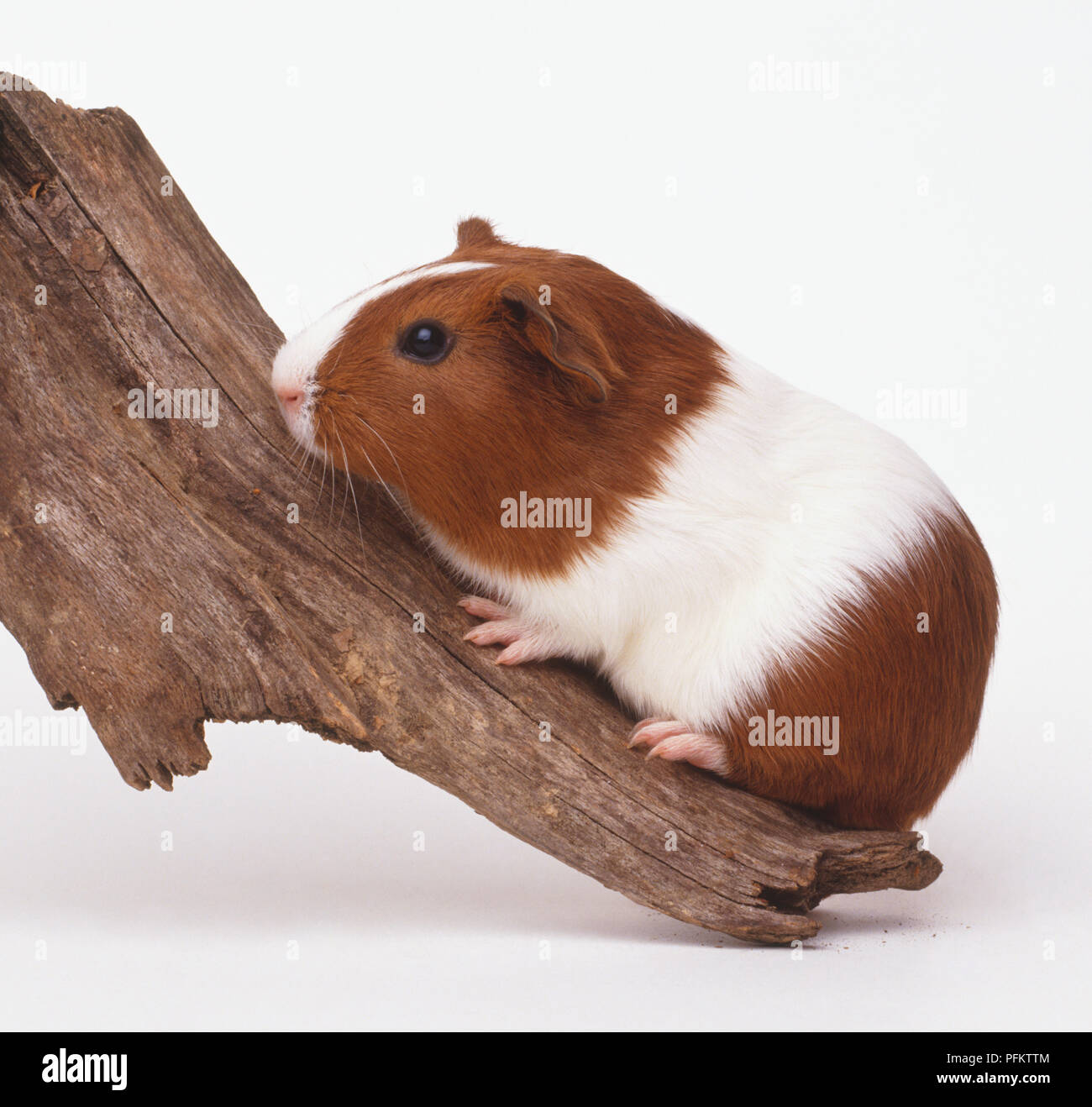 Guinea Pig (Cavia porcellus) on a piece of bark Stock Photo - Alamy