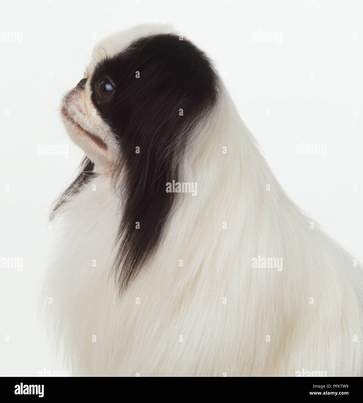 Black and white Pekingese dog (Canis familiaris), close up, side view ...