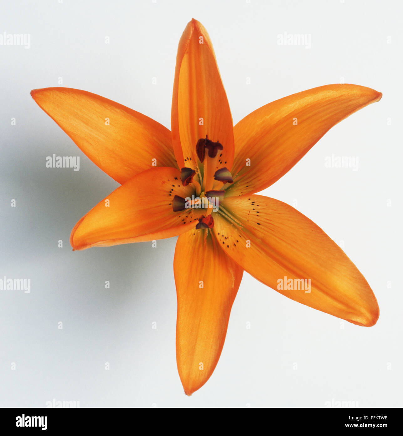 Lily reproduction hi-res stock photography and images - Alamy