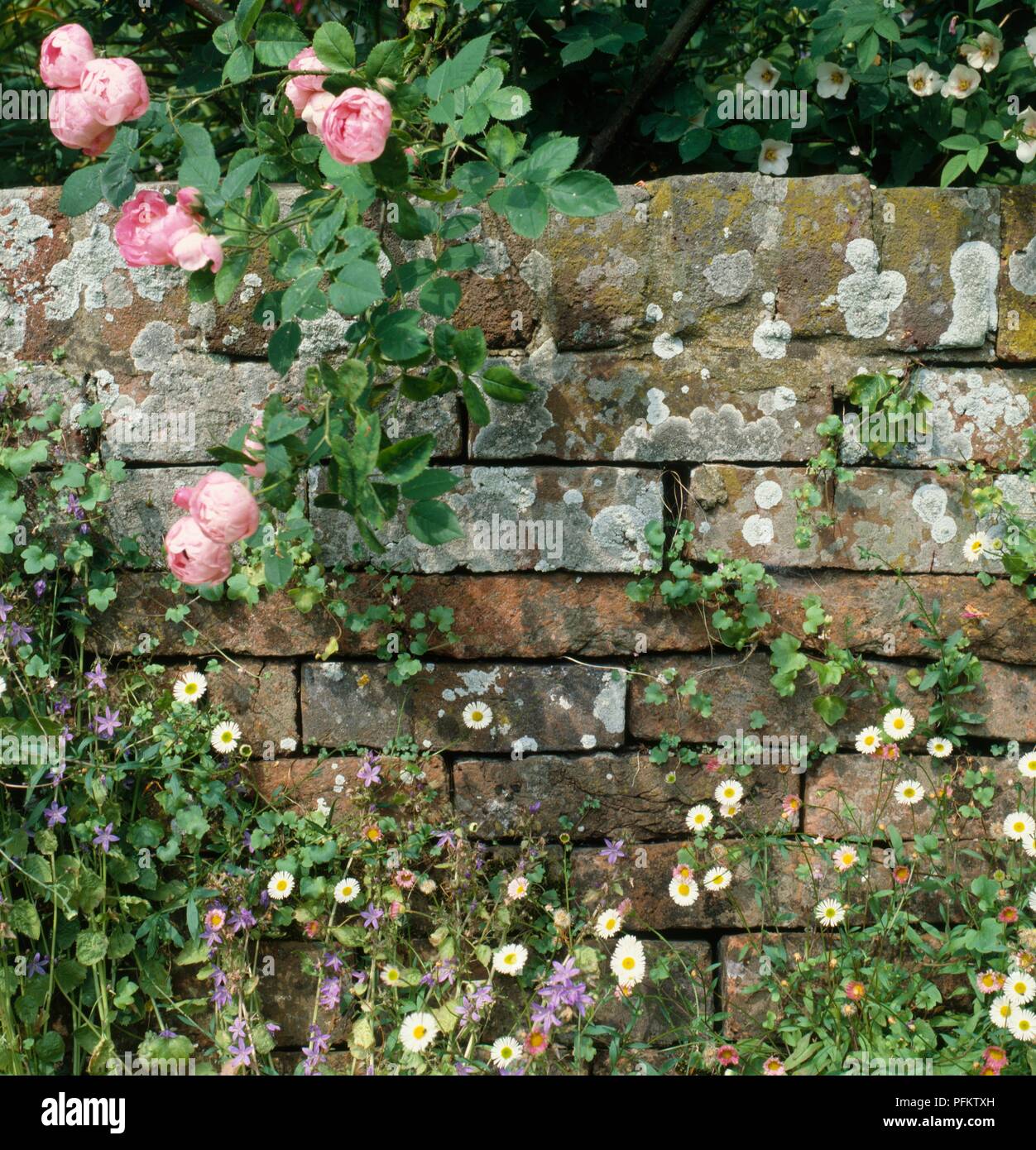 Climbing rose wall hi-res stock photography and images - Alamy