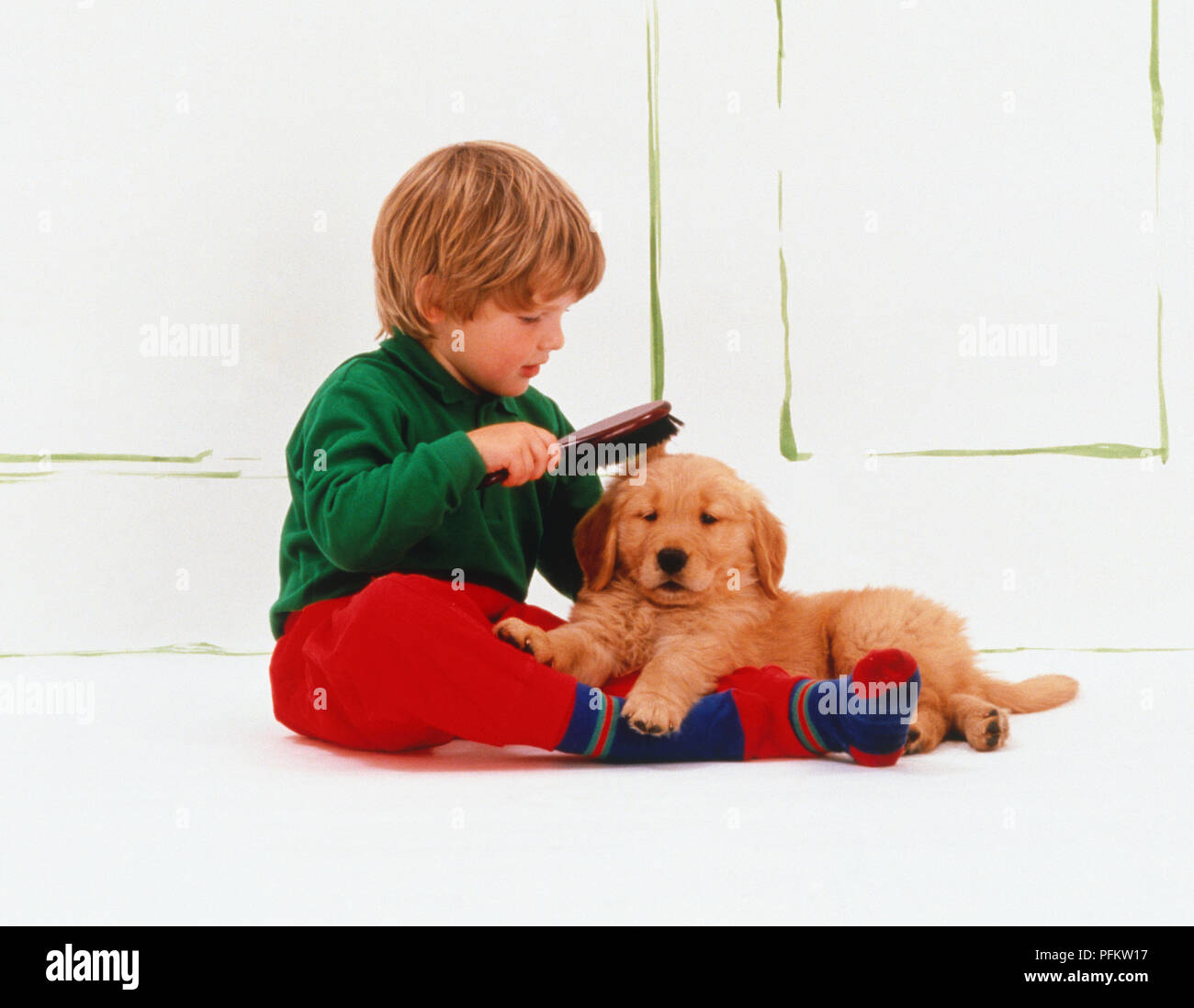 Blonde boy sitting on floor brushing a Golden Retriever puppy, canis ...
