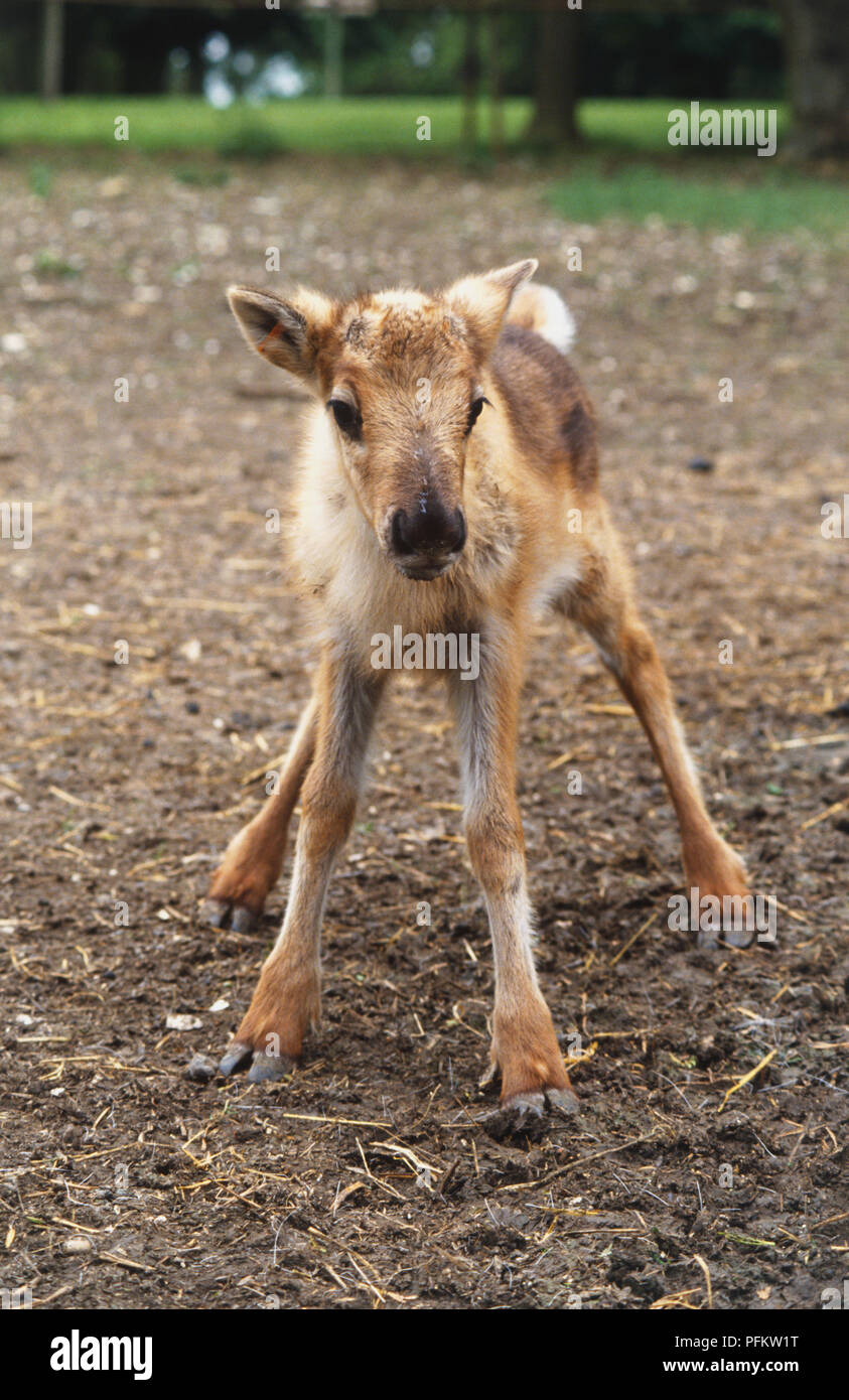 Rangifer tarandus, standing Reindeer Calf, front view Stock Photo - Alamy