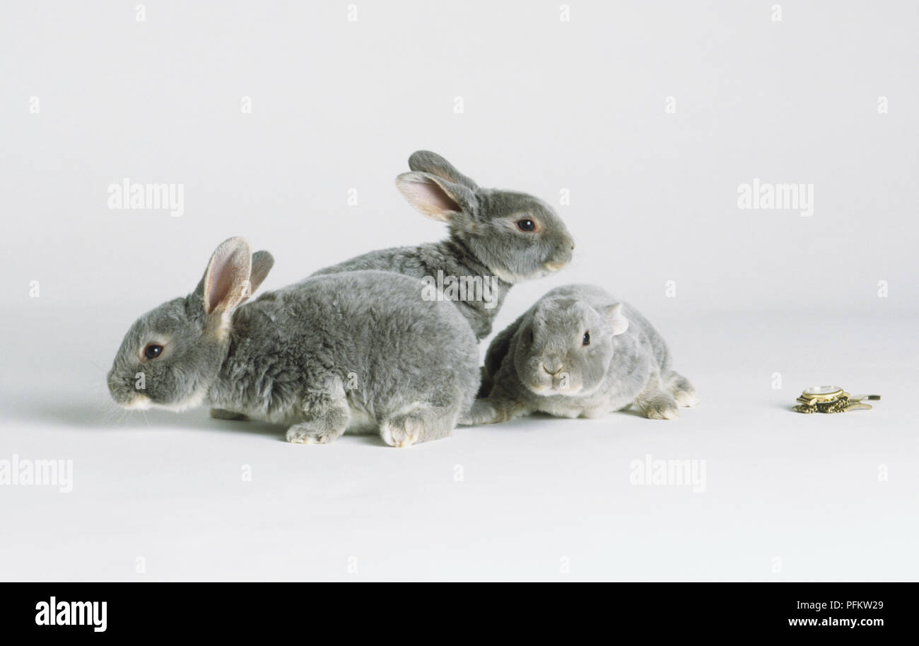 Three grey Rabbit Kittens (Oryctolagus cuniculus) standing facing ...